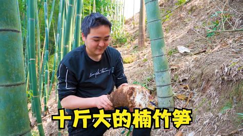 媳妇让姨台挖笋子，看到满坡笋子他却想挖去卖，结果又被儿子嫌弃 Youtube