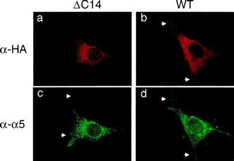 Subcellular Localization Of Δc14 And Wt Fak α Ha A B And α Integrin