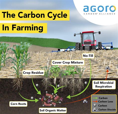 Understanding The Carbon Cycle In Farming Agoro Carbon Alliance