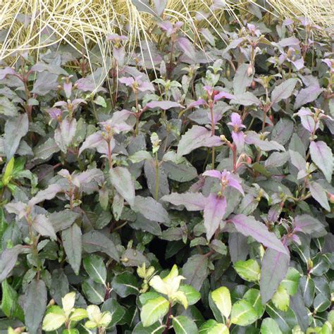 Hardy Fuchsia Alice Hoffman 9cm 2l One Click Plants