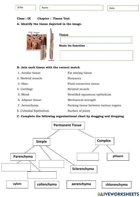 Tissues Activity Worksheets Library