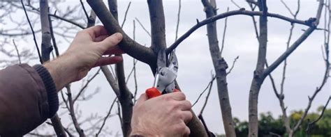 Differences Between Tree Pruning Trimming Viva Trees
