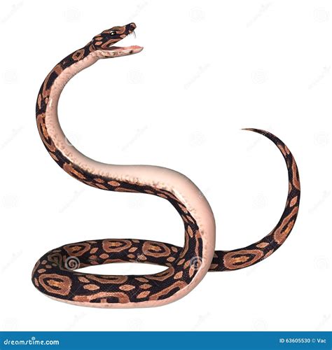Ball Python On White Stock Illustration Illustration Of Species