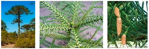 Phytochemistry Chemotaxonomy And Biological Activities Of The