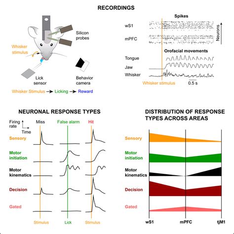 Distributed And Specific Encoding Of Sensory Motor And Decision