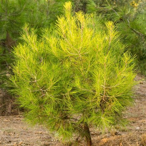 Pinus Halepensis Aleppo Pine Χορομίδης