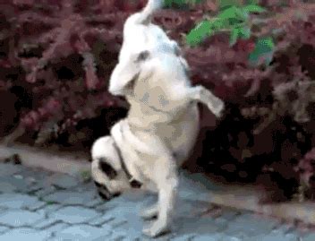 Funny Cute  Wiffle