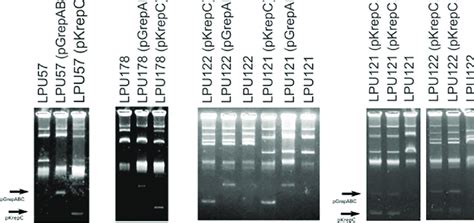Plasmid Profiles Of Isolates Exhibiting Incompatibility With The Download Scientific Diagram