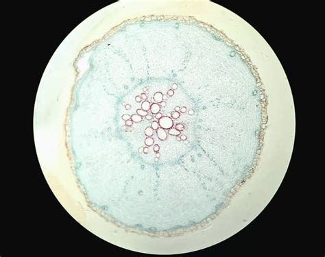 Ð¡arrot Root Cut Microscopic Photography Stock Image Image Of
