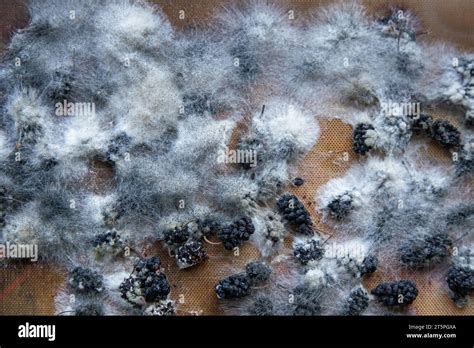White Mold On Spoiled Food The Mulberries Are Moldy Bad Food