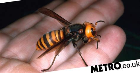 Huge Murder Hornets Capable Of Killing Humans Have Invaded The Us