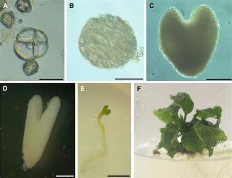 Comav Cell Biology Group Research Lines Doubled Haploid In Recalcitrant