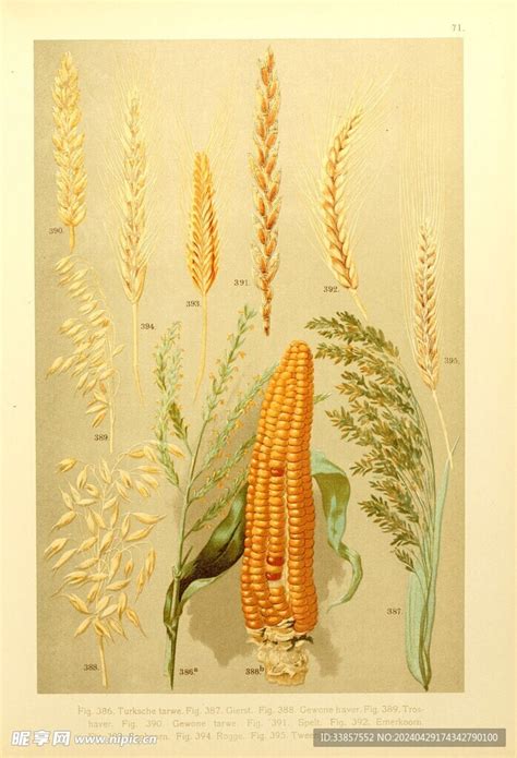 绘制植物插画 设计图 图片素材 其他 设计图库 昵图网