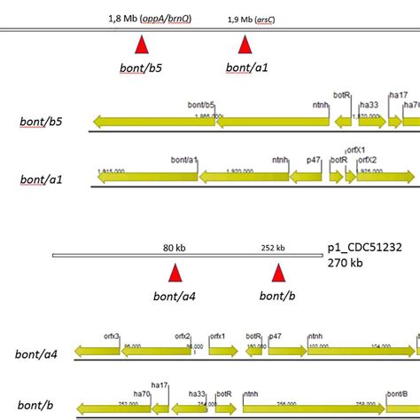 Setting A Sequencing Run With A Nanopore Minion And The Rapid Sequencing Gdna Kit Sqk Rad004