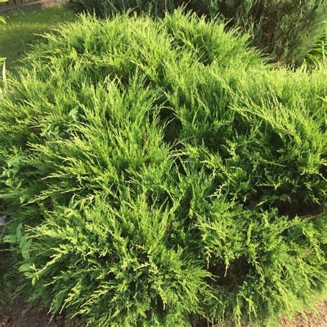 Можжевельник виргинский «Голден Спринг» Juniperus virginiana «Golden ...