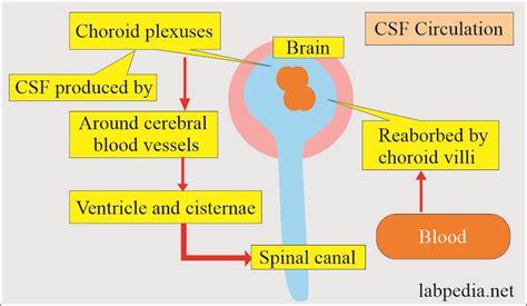 Circulation Of Cerebrospinal Fluid Flow Chart