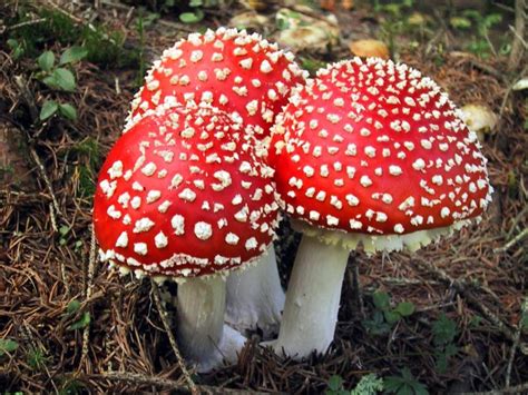 Лечебные свойства мухомора