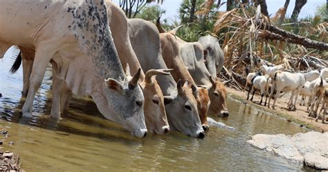 New Collaboration On Pathogen Surveillance Announced By Cgiar And Concentric By Ginkgo