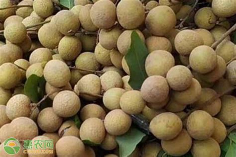 福建龙眼几月份成熟哪里产的最好吃 惠农网