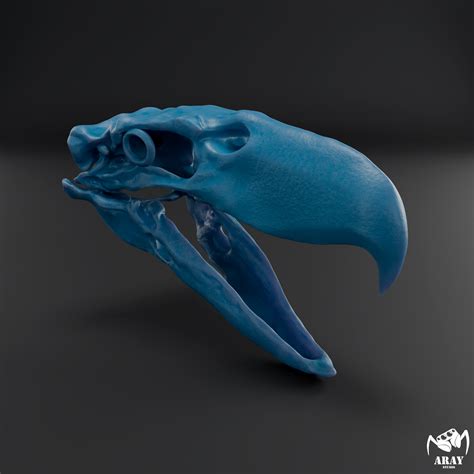 🐦 Kelenken Guillermoi Terror Bird Skull 3d Print Model・ 3d File For