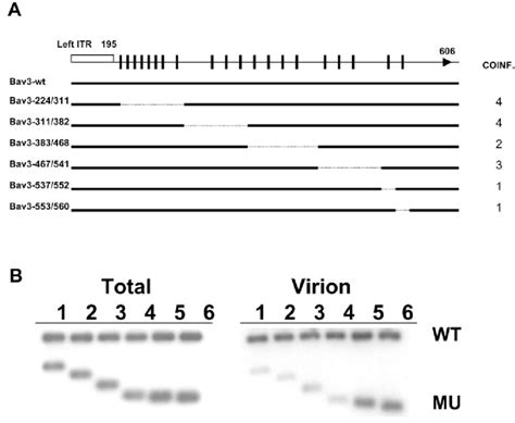 Analysis Of Mutant Viruses Carrying Individual Deletions A Schematic