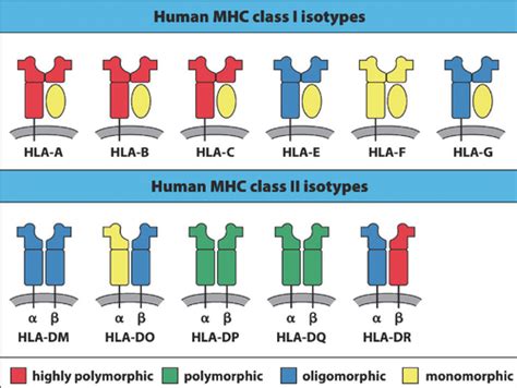 Mhc Flashcards Quizlet