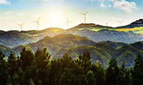 Trees Are Renewable Resource Because Brainly Stabbing Blogosphere Gallery Of Images