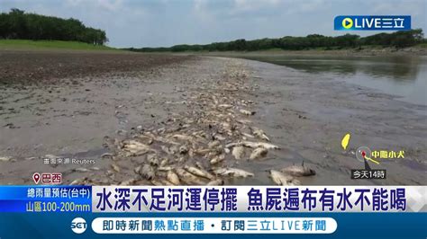 水溫破39度 逾百亞馬遜河豚慘淪水煮魚 水深不足河運停擺 魚屍遍布有水不能喝 極端氣候發威 日本9月均溫創百年新高│記者 王少筠