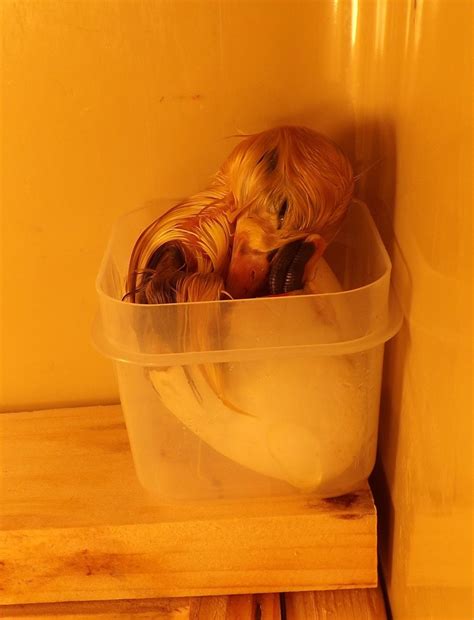 Step By Step Guide To ASSISTED Hatching BackYard Chickens Learn How To Raise Chickens