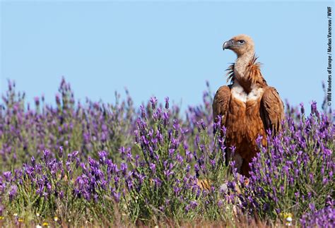 El Valor De La Carroña Wwf España