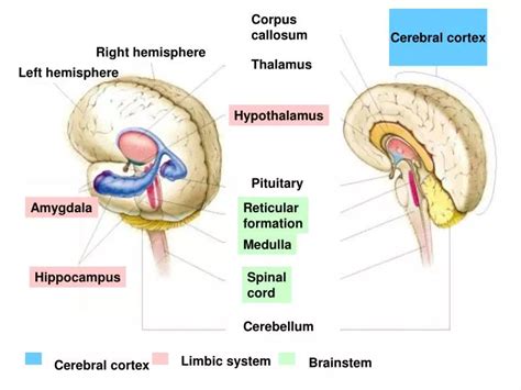PPT Cerebral Cortex PowerPoint Presentation Free Download ID
