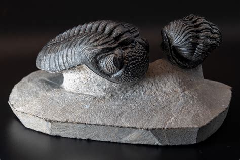 Question About Displaying Fossil Rfossils Question About Displaying Fossil Rfossils