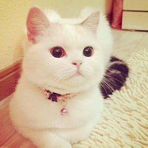大眼萌猫的动画 动态大眼萌猫 睁大眼 第2页 大山谷图库