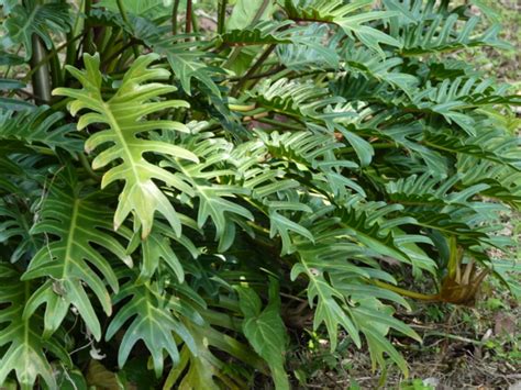 羽裂蔓綠絨 白桕花園 udn部落格