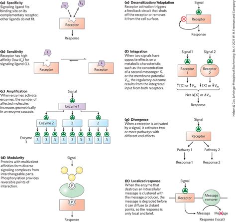 Chapter 12 Key Terms Textbook Diagram Quizlet