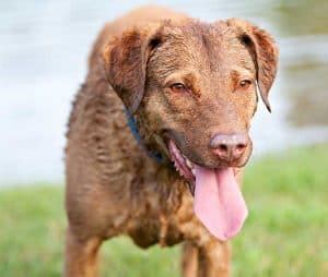 Sedge Colored Chesapeake Bay Retriever Facts Zooawesome