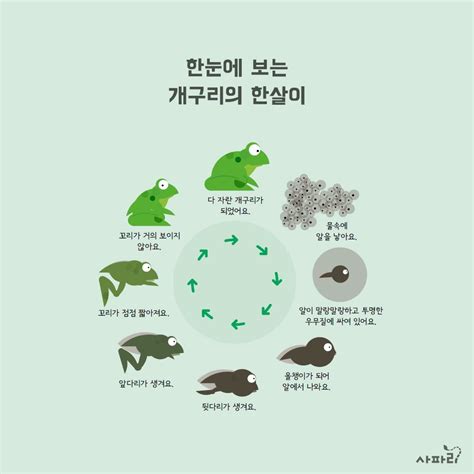 개구리의 한살이 자연관찰 그림책 네이버 포스트