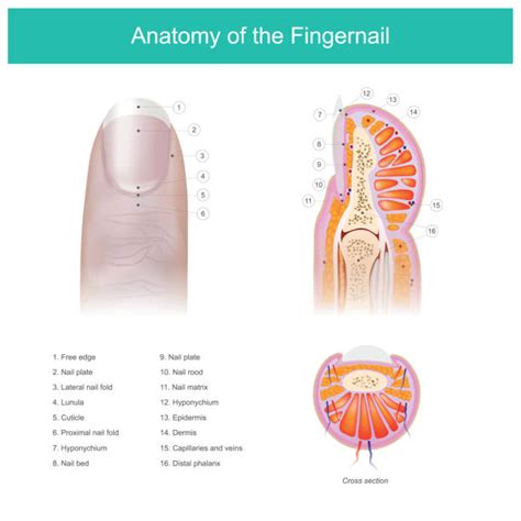 Fingernail Scratch Illustrations Royalty Free Vector Graphics And Clip