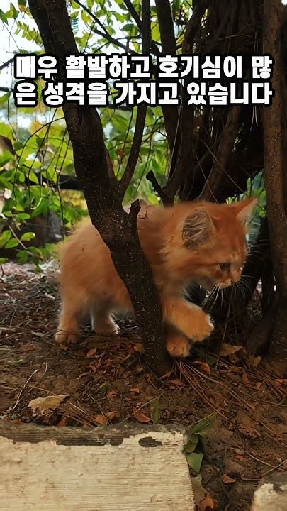 전세계 에서 가장 흔히 키우는 고 양이 Shorts 쇼츠 고양이 캣맘 냥냥이 길냥이 고양이카페 주말 Youtube