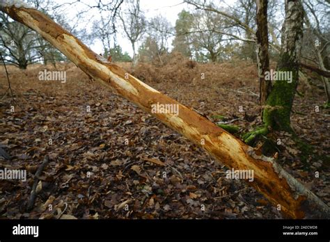 Damage To Tree Bark Hi Res Stock Photography And Images Alamy