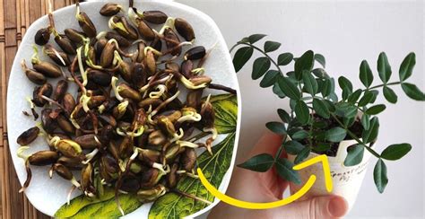 აიღეთ ნედლი კაკალი და ინსტრუქციას მიჰყევით ფსტას გაზრდა სახლის პირობებში