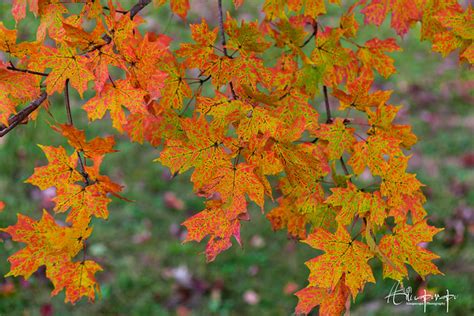 Vijay Ainapurapu Flickr