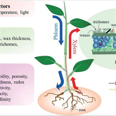 Factors Impacting The Absorption And Transport Of Nanoparticles By
