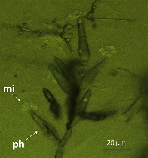 Male Fertility In Pyricularia Oryzae Microconidia Are Spermatia