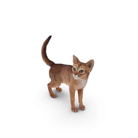 Discord Cat Porn Png Images And Psds For Download Pixelsquid