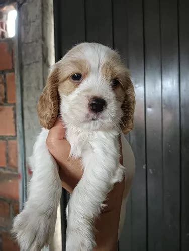 Cachorro Cocker Spaniel Cuotas Sin Interés