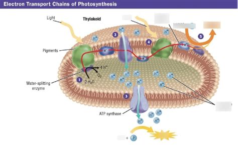 Photosynthesis Diagram Pt 2 Diagram Quizlet