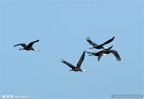 白头鹤摄影图 鸟类 生物世界 摄影图库 昵图网