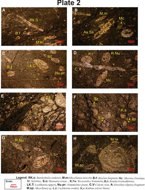 Ad Bioclastic Mudstone Microfacies Eh Bioclastic Wacke Packstone
