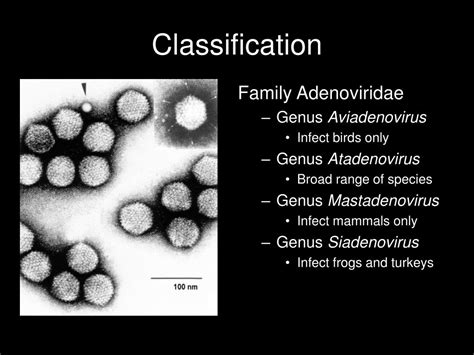 Ppt Adenovirus Powerpoint Presentation Free Download Id 741918